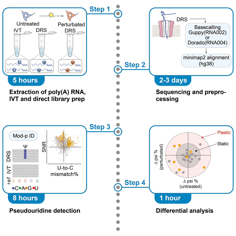 Cell Press: STAR Protocols